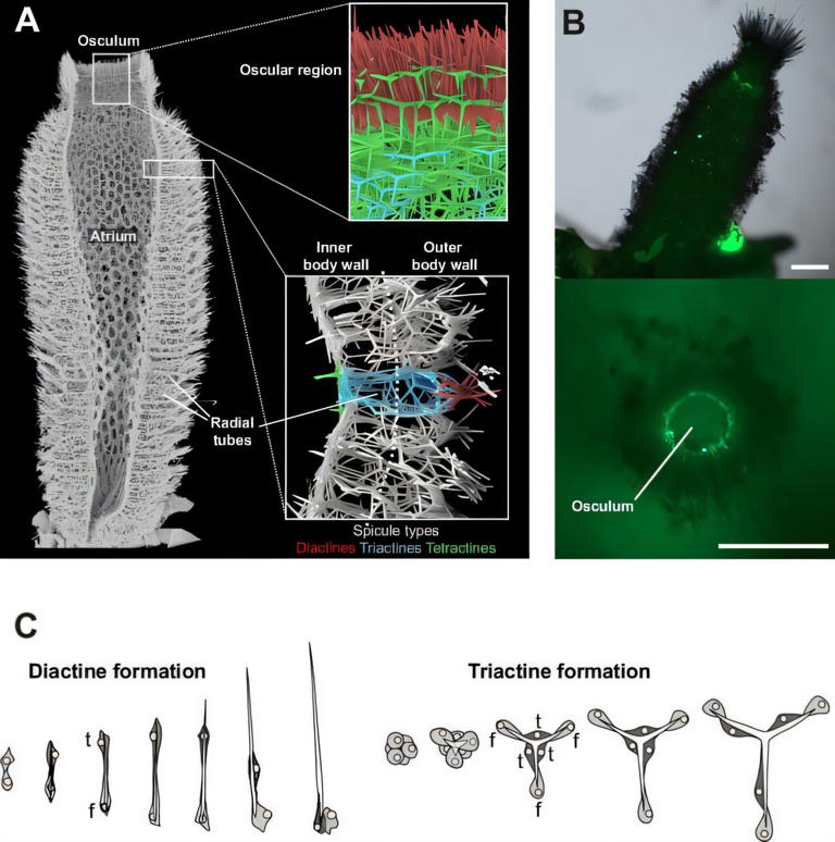 Biomineralization: How sponges form their calcite spicules