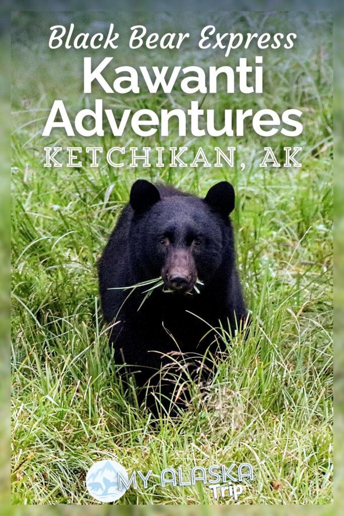Kawanti Adventures Black Bear Express for Wildlife Watching in Ketchikan