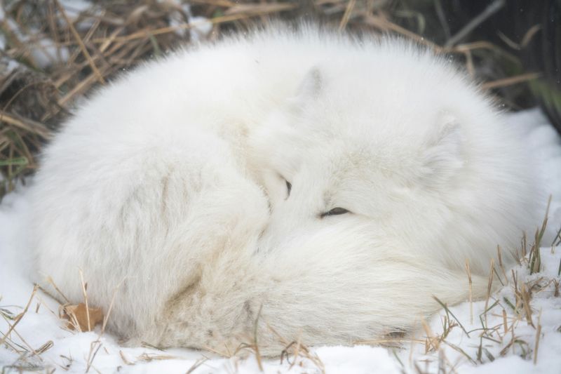 13 Of The Toughest Animals In Canada