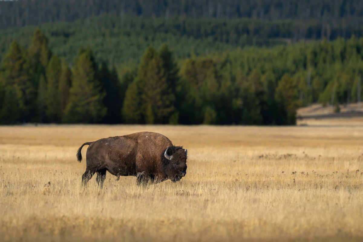 'Dancing' Yellowstone Bison Video Goes Viral, But Experts Say the ...
