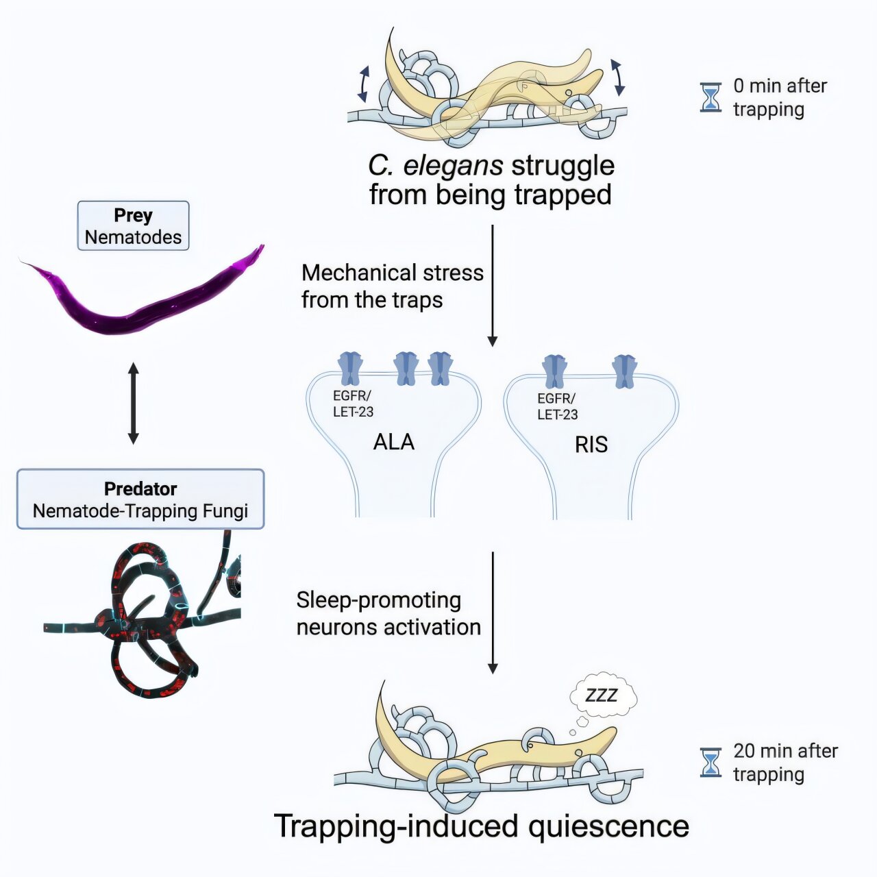 Nematode worms enter a sleep-like state when captured by predatory ...