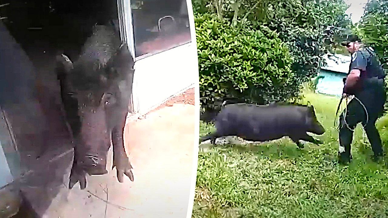 'Hog-wild'! Wild boar breaks into Florida family's living room