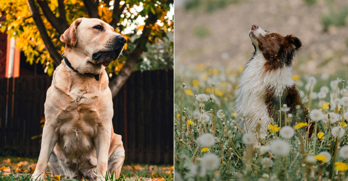 The Quirky Personality Traits Of 12 Popular Dog Breeds