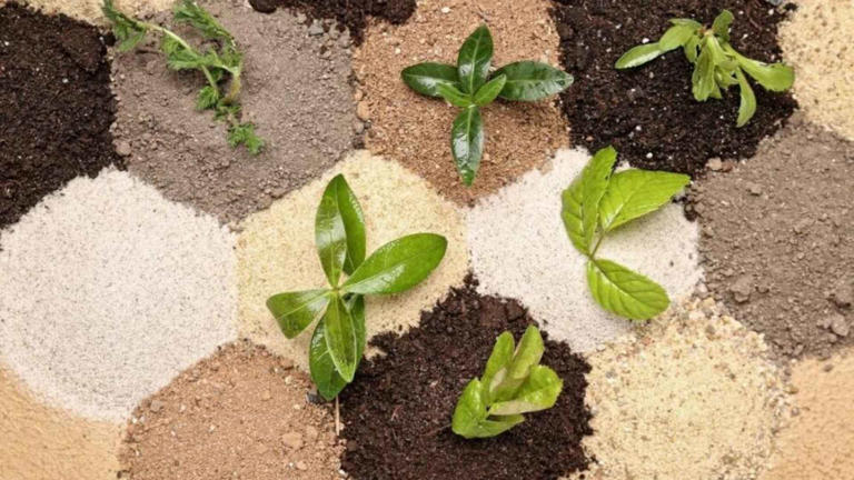 Types of Soil: 12 Classifications, 6 Main Types & the World’s Best ...
