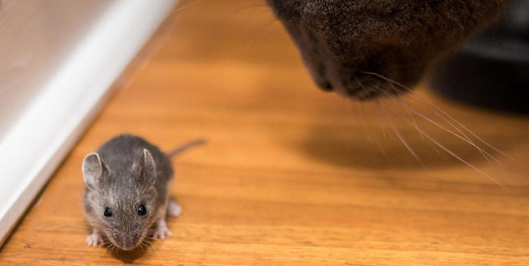 How to Get Rid of Mice and Prevent Future Infestations
