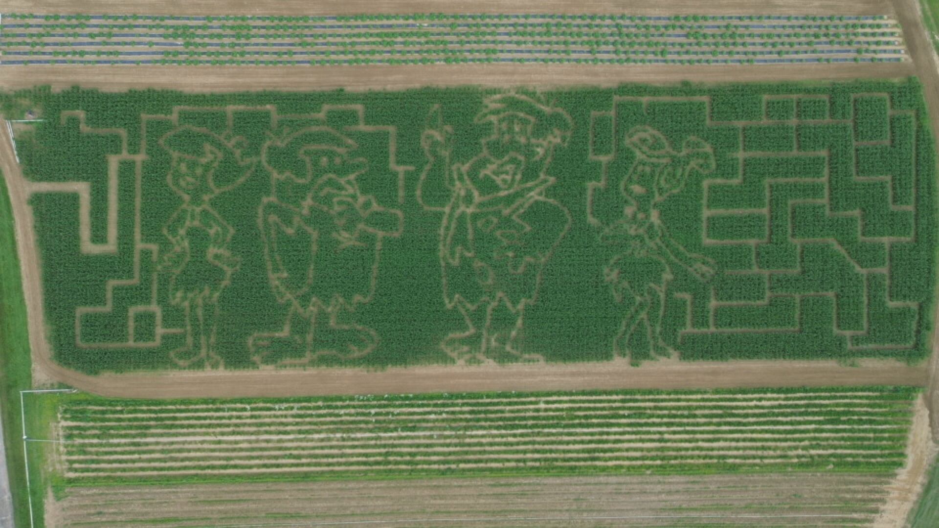 Corn maze at Goughan’s Farm brings the Flintstones to life