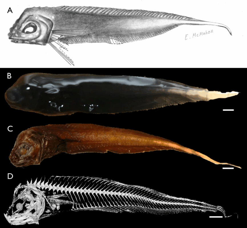 Scientists Capture New Snailfish Species on Film 3,268 Meters Below the Sea