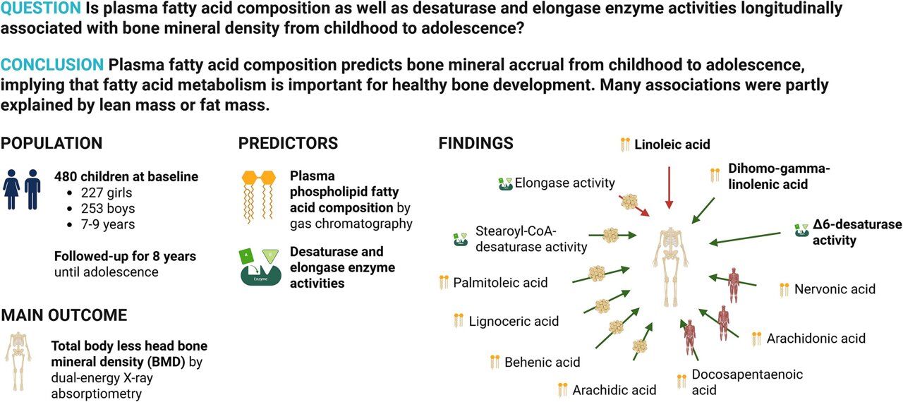 Fatty acid composition of blood predicts bone density from childhood to ...