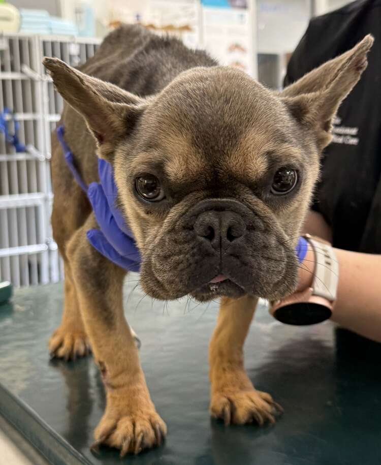 Troy man accused of leaving bulldog in basement covered in waste and ...
