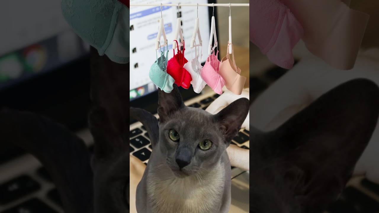 Crimes anatomy: Caught on camera: The sock bandit cat!