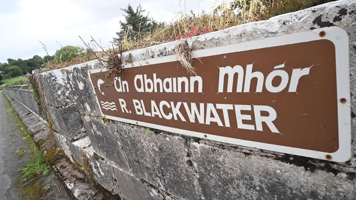 Council calls for reopening of hatchery to combat Cork fish kill