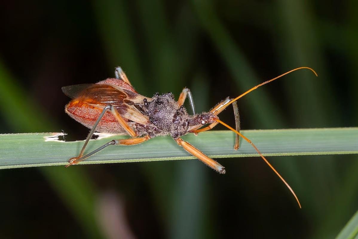 CDC warns of 'kissing bug' disease spread in the United States
