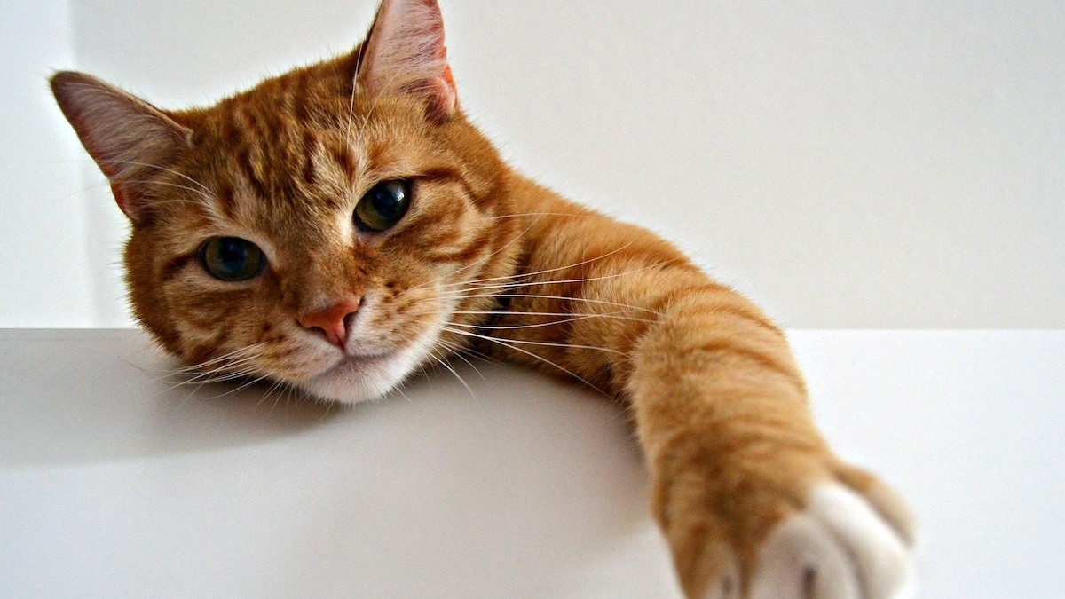 15 nombres encantadores para gatos inspirados en Harry Potter