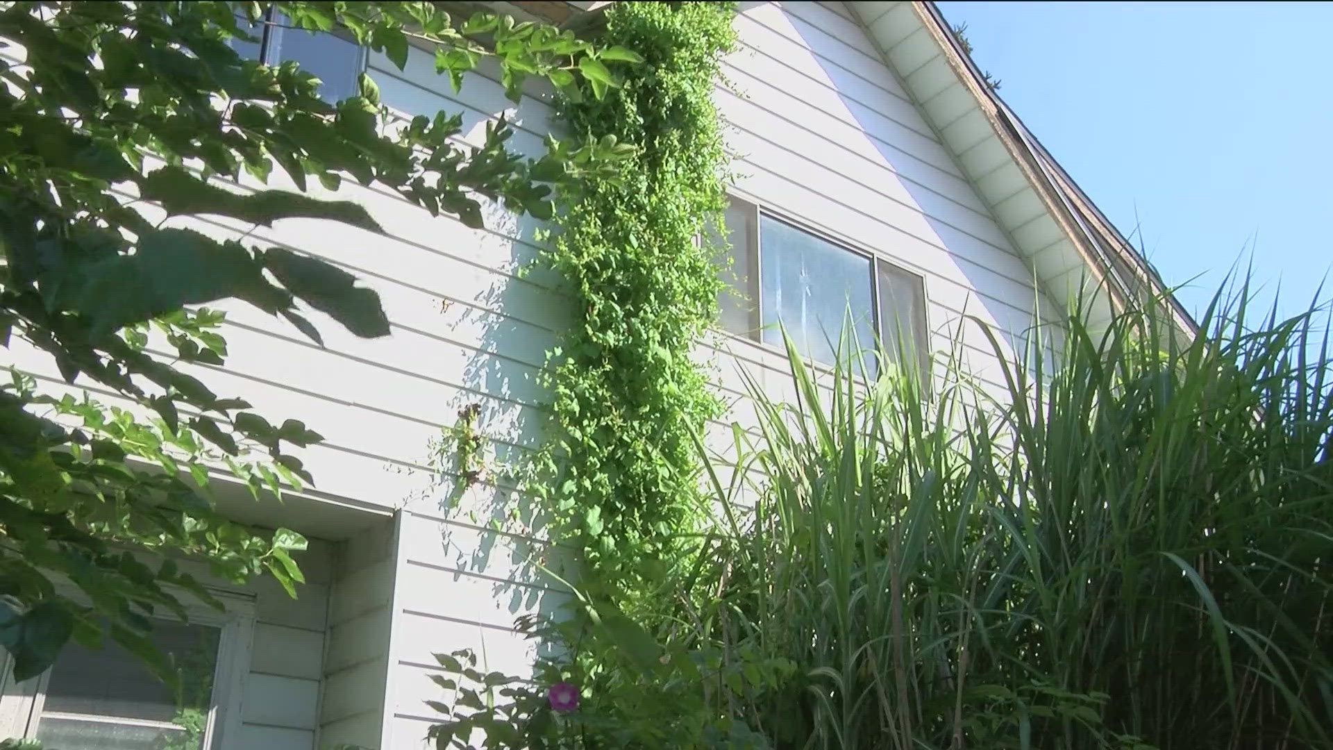 Overgrown property raising concerns, frustration among neighbors in ...