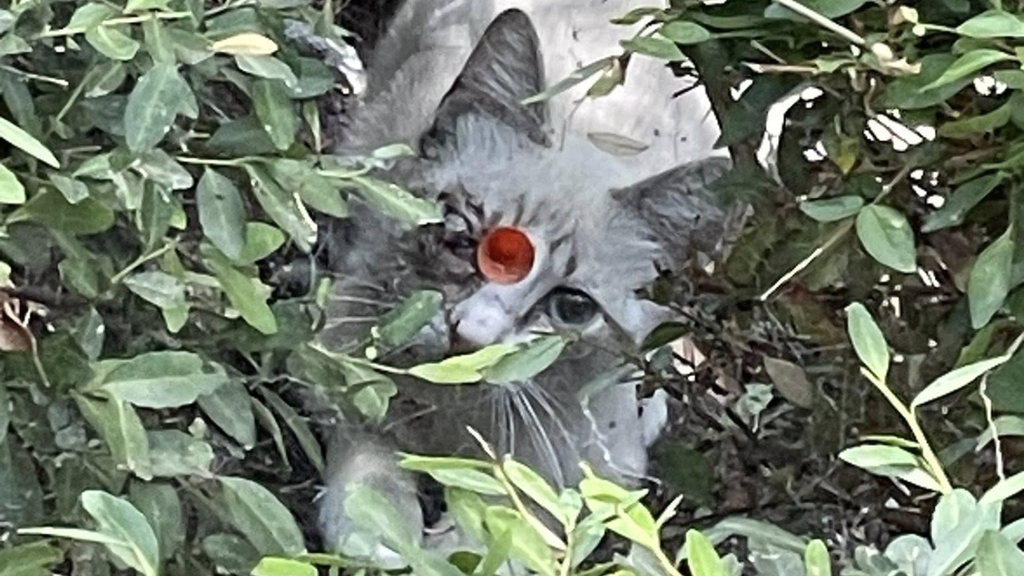 Man charged after kitten shot in the eye with a dart, Rowlett police say