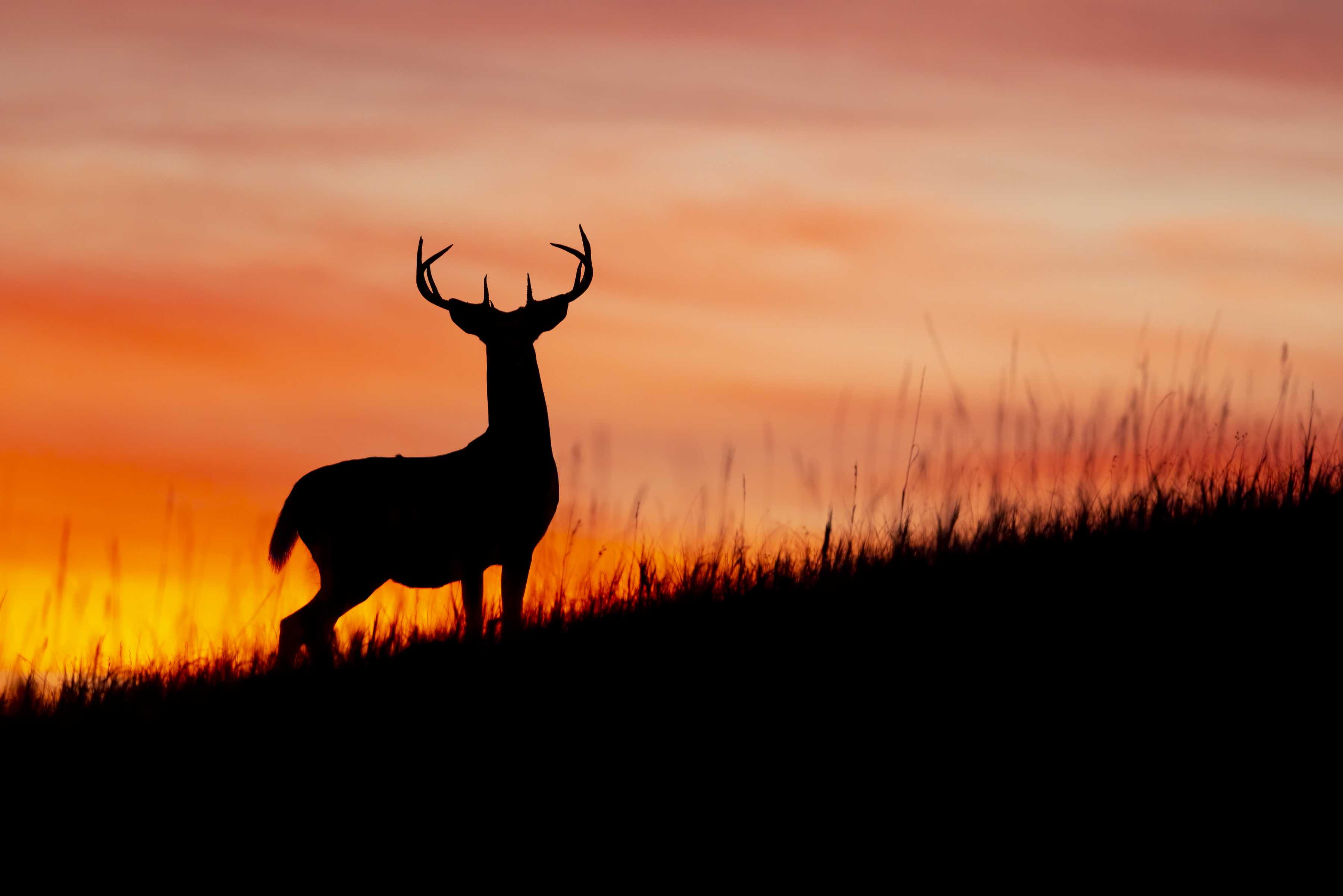 Earlier deer opener? Game Commission to propose change to hunting season