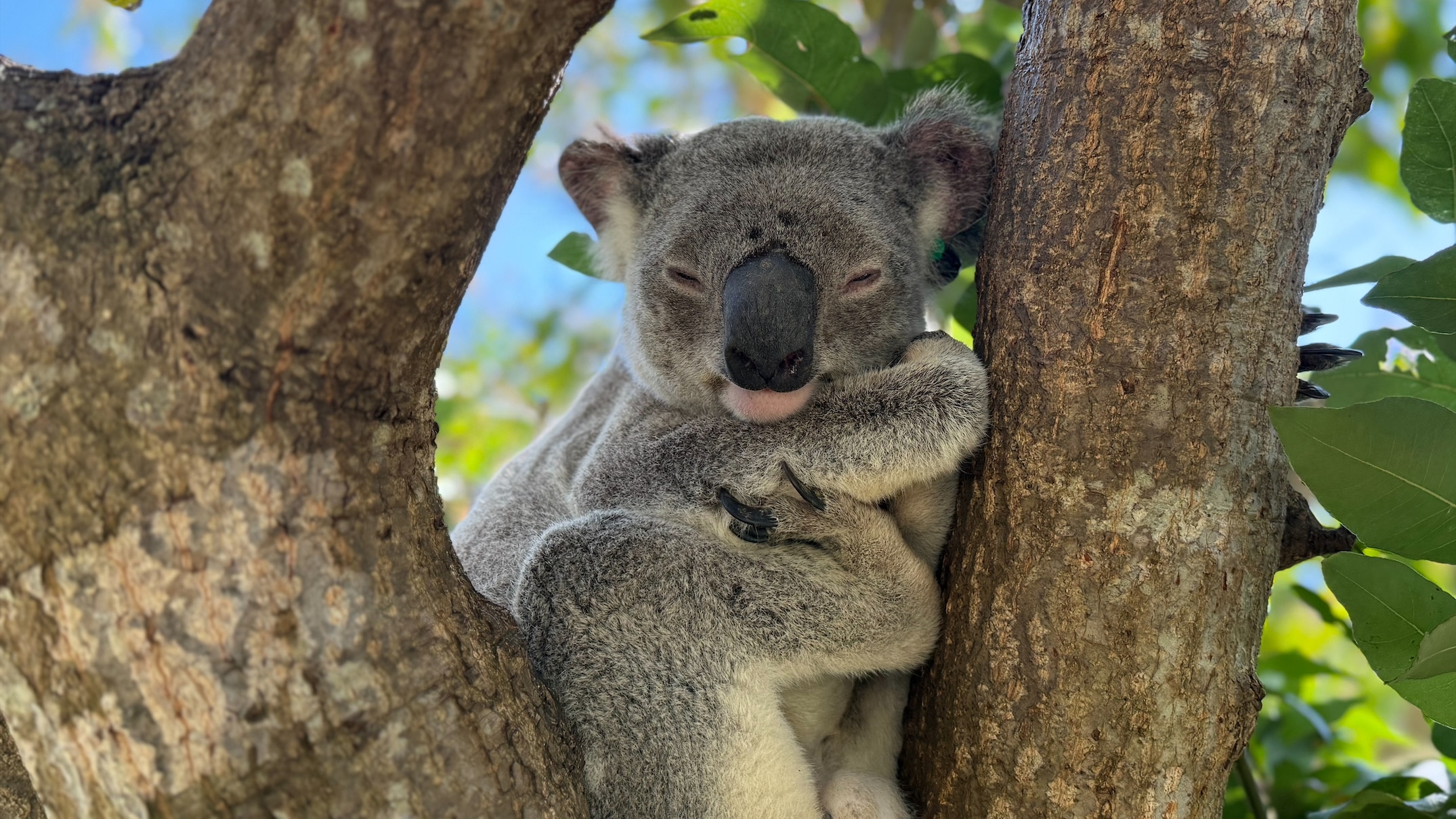 First koala chlamydia vaccine approved for rollout across Australia