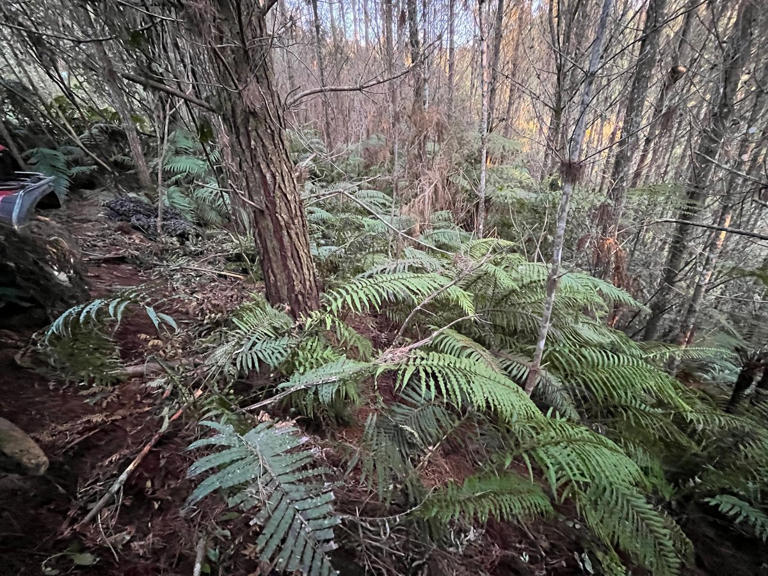 Tom Phillips kept his children hidden in bush camps. Police just shared ...