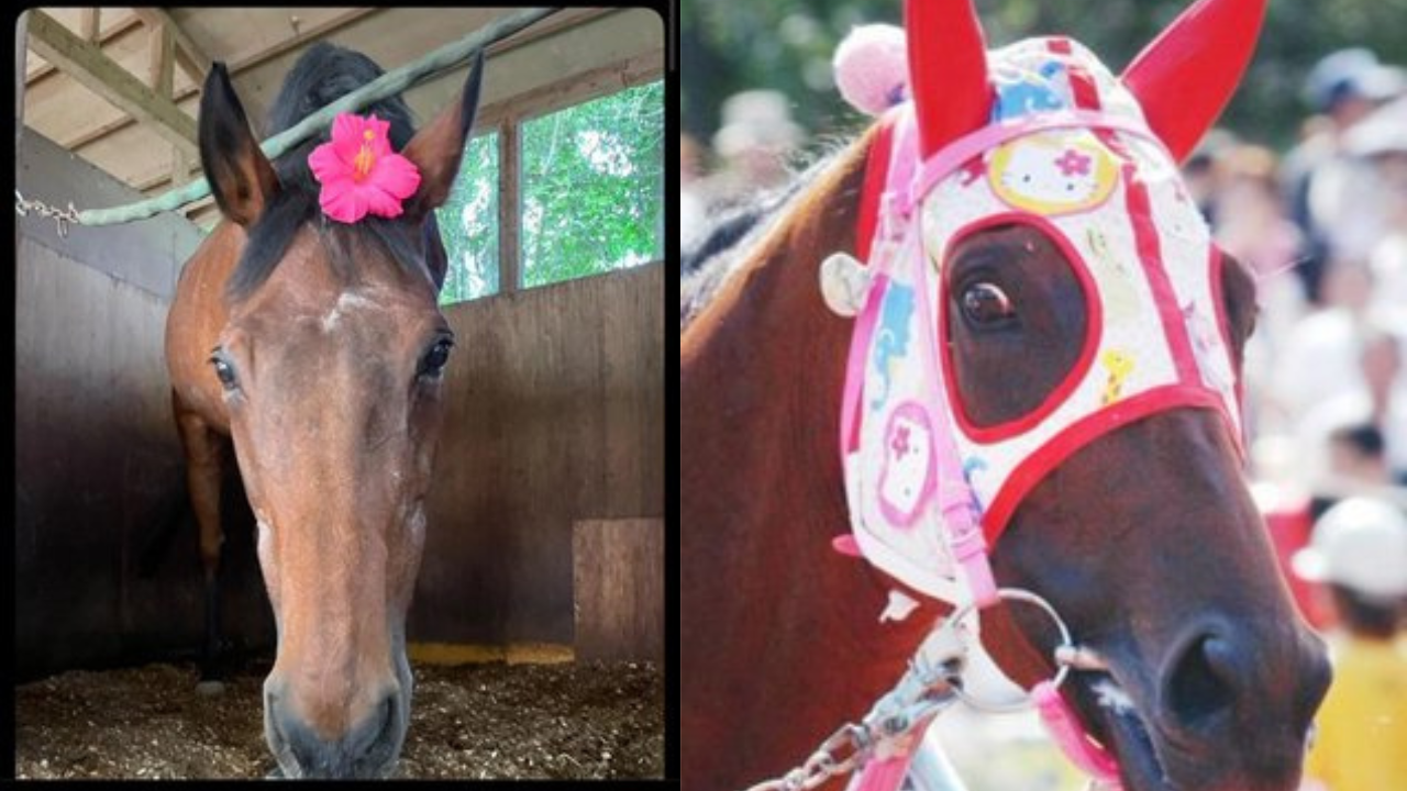 Haru Urara Dead at 29: The Japanese Racehorse Who Became a Global Symbol of Resilience