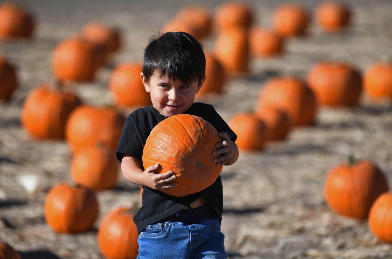 Corn mazes and pumpkin patches: When do fall activities begin near Reno?