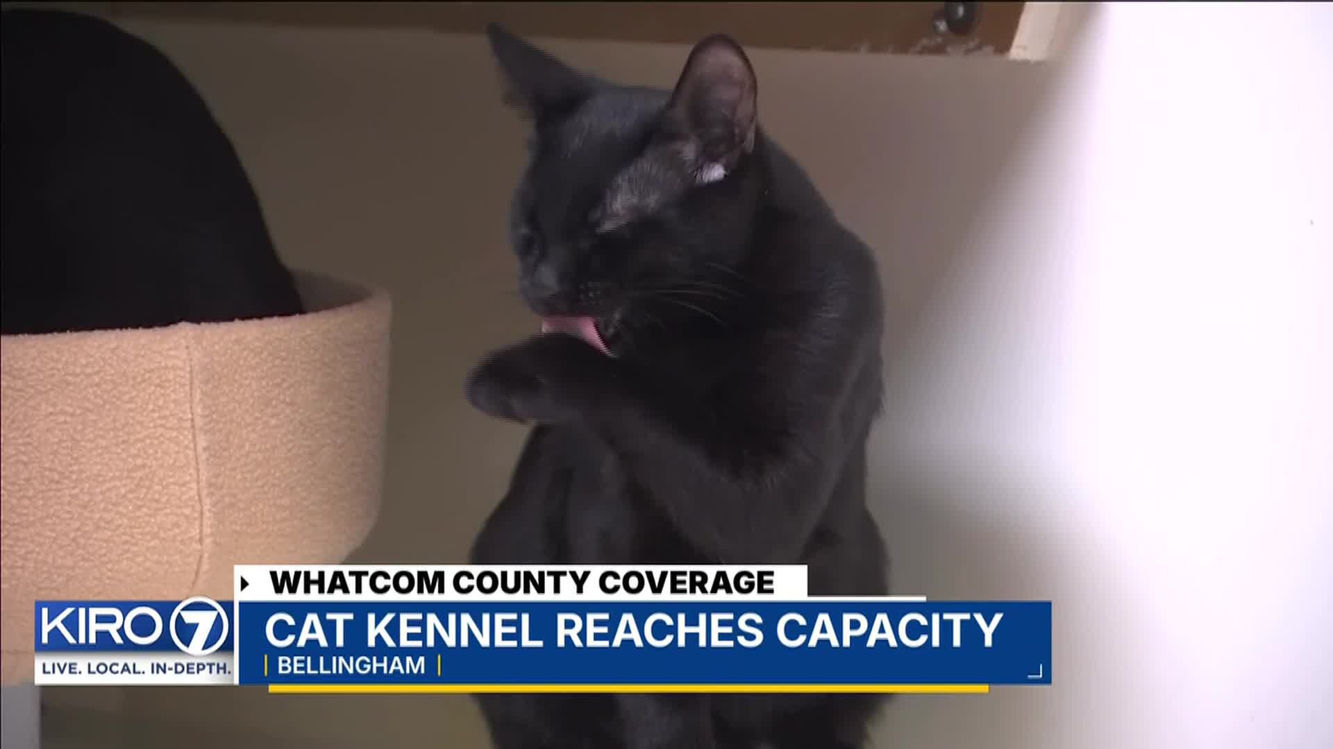 Whatcom County Humane’s cat kennel is full. Here’s how you can help.