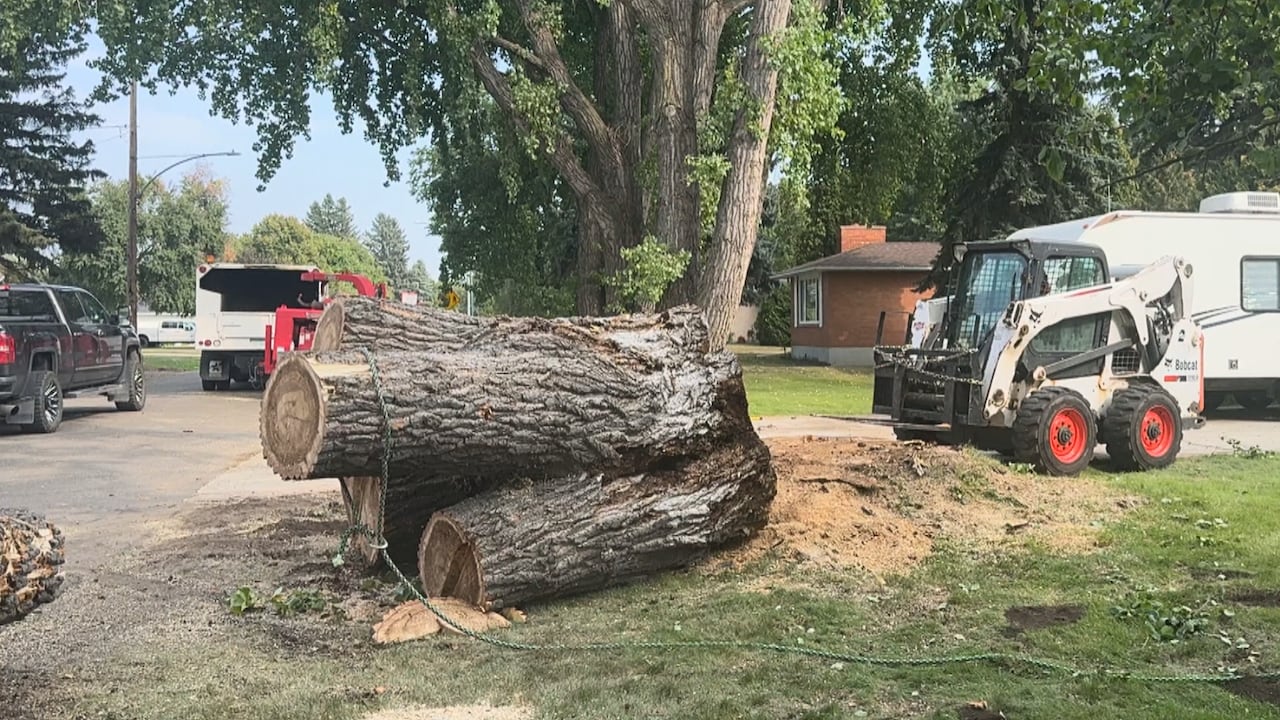 Province’s widest tree cut down in Saskatoon neighbourhood