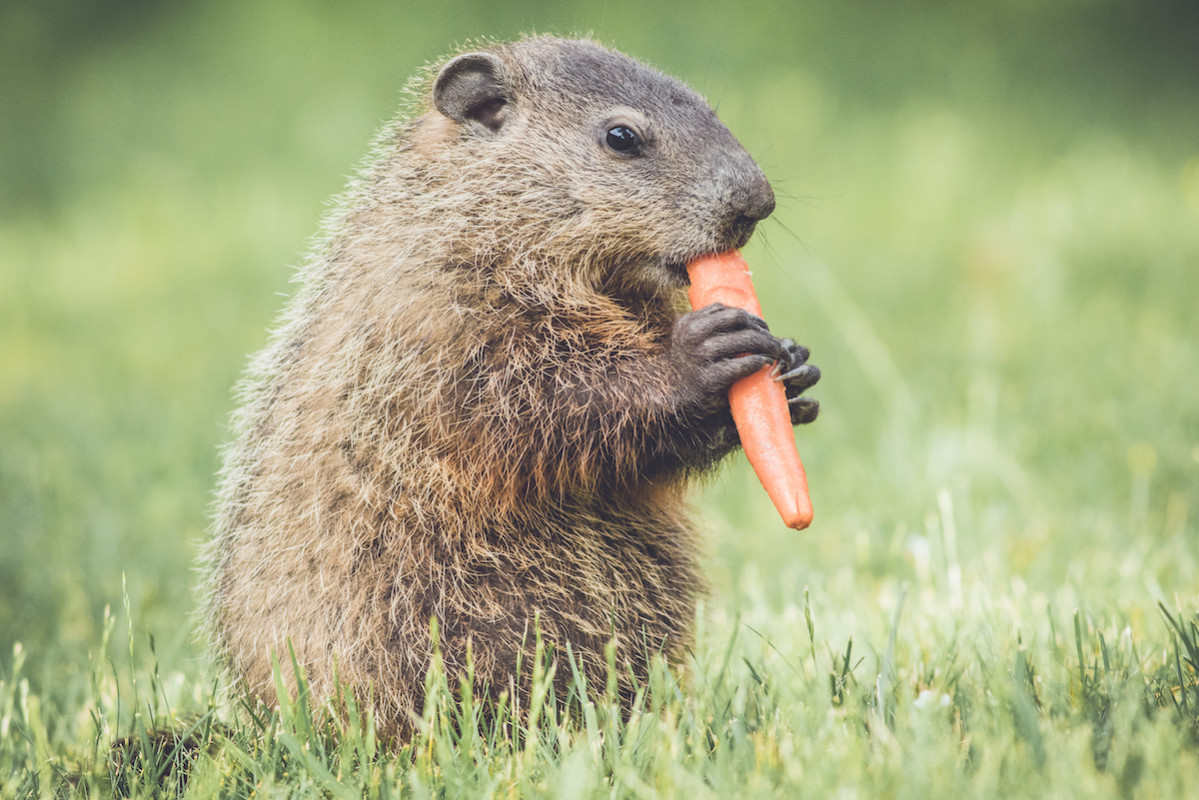 Groundhog’s Guilty Face After Being Caught Snacking in the Garden Is ...