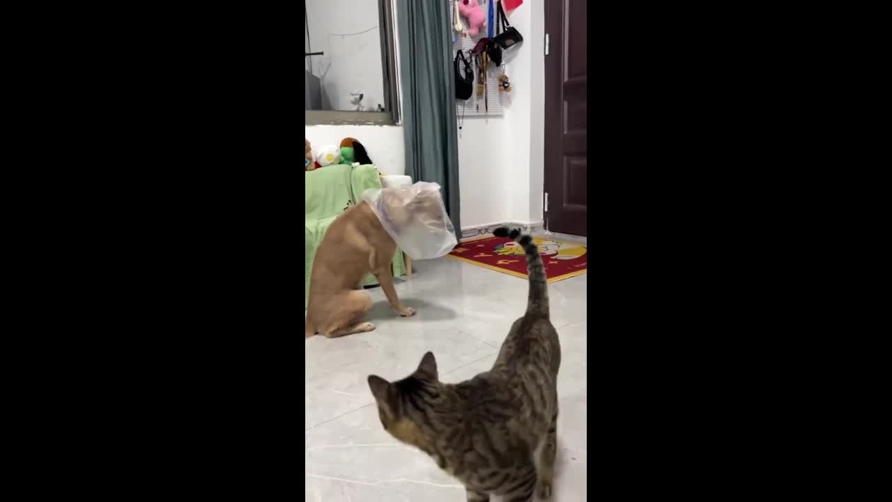 Cat and dog take turns playing with plastic bag