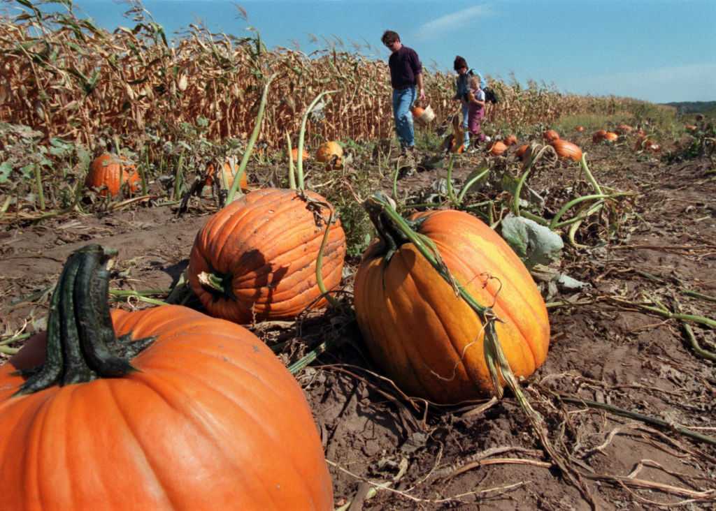Pumpkin patches, apple orchards and things to do this fall around ...