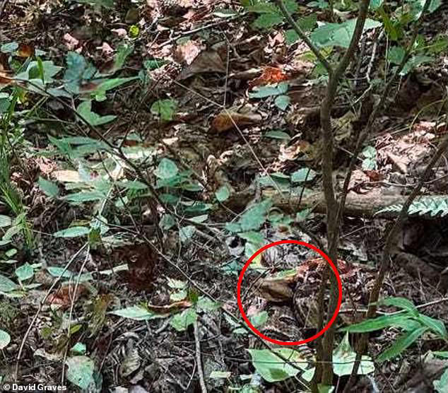Alarming image taken by Alabama hiker shows huge rattlesnake hiding in ...