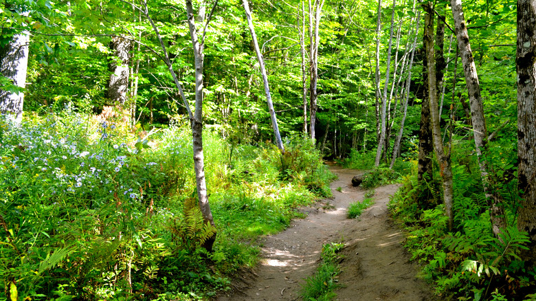 Vermont's Fifth-Largest State Forest Offers Miles Of Enchanting ...