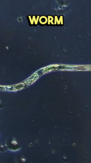 Incredible Parasite Revealed: Worm Giving Birth Under Microscope
