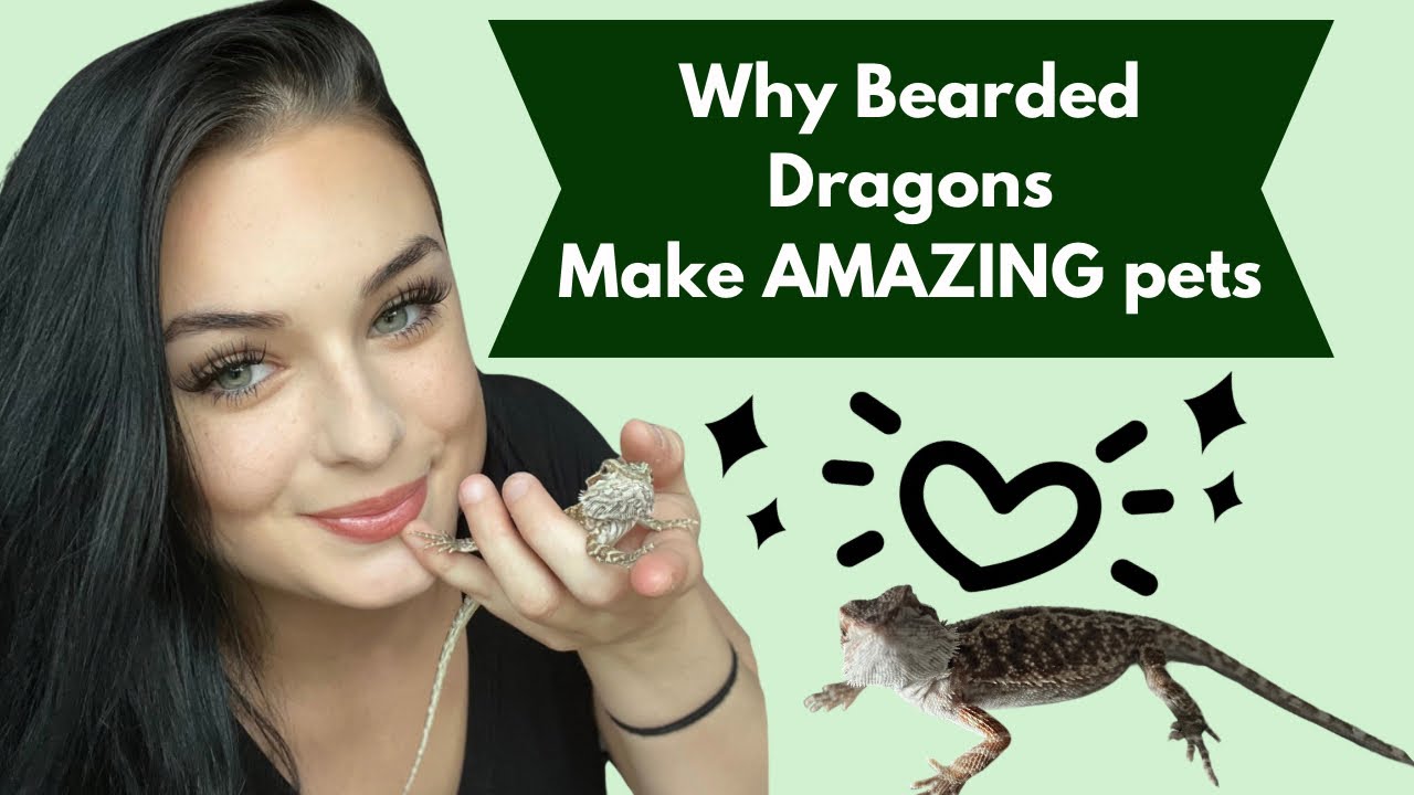 Reasons Bearded Dragons Are Great Pets (Dragon Poo Ahead…)