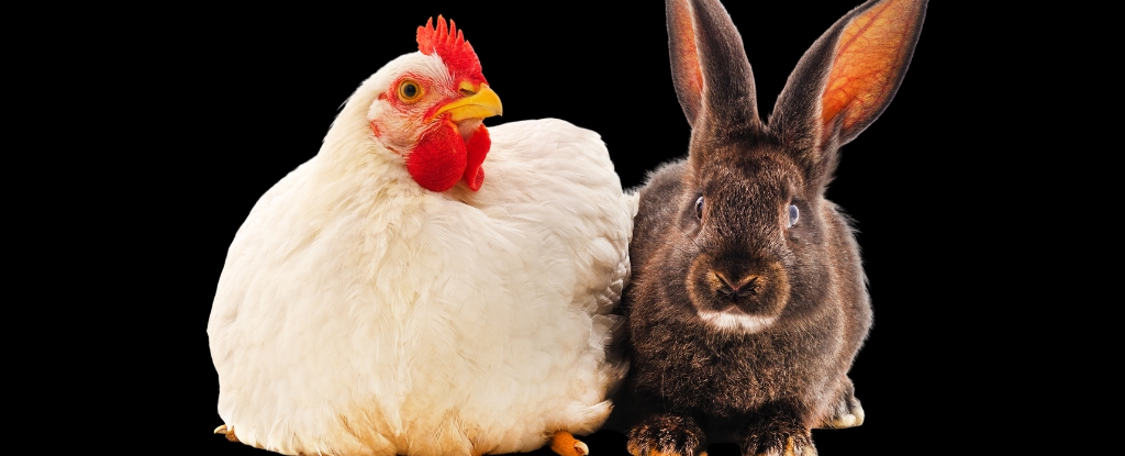 Animals Are Evolving Along Two Opposite Paths For One Major Reason