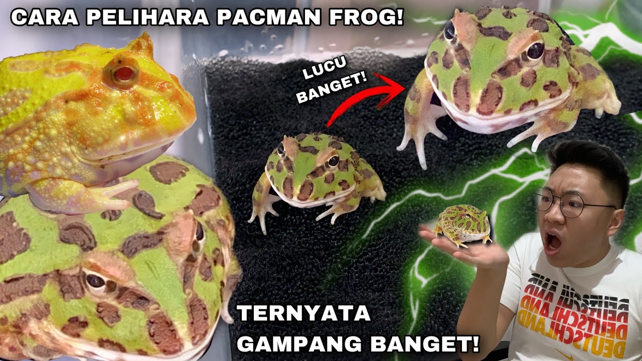 Cara Memelihara Pacman Frog | Ternyata Gampang dan Murah Banget!