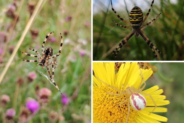 Unusual looking spiders spotted in Sussex