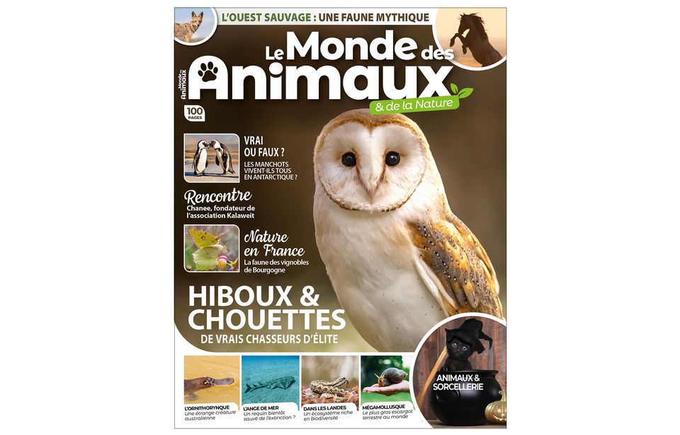 Langage des chats : comment comprendre les vocalisations de votre félin