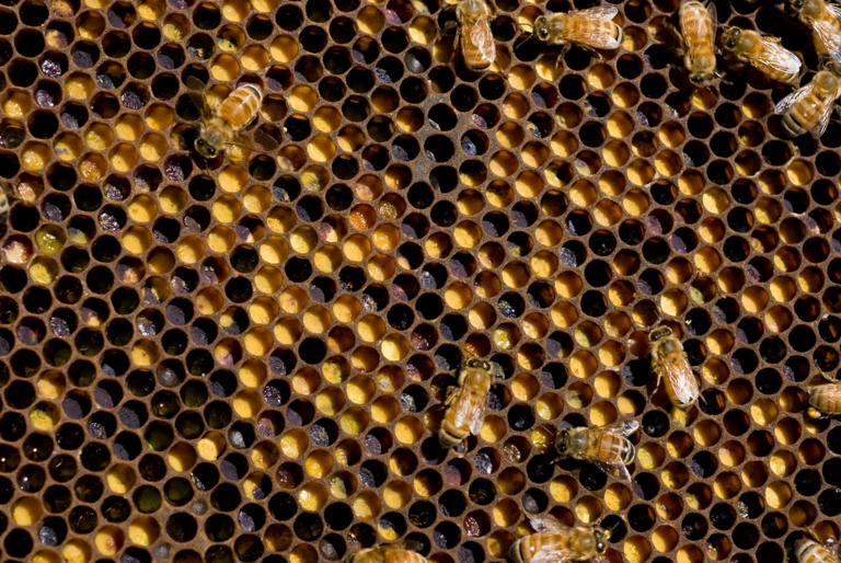 Deadlier than varroa, a new honey-bee parasite is spreading around the ...