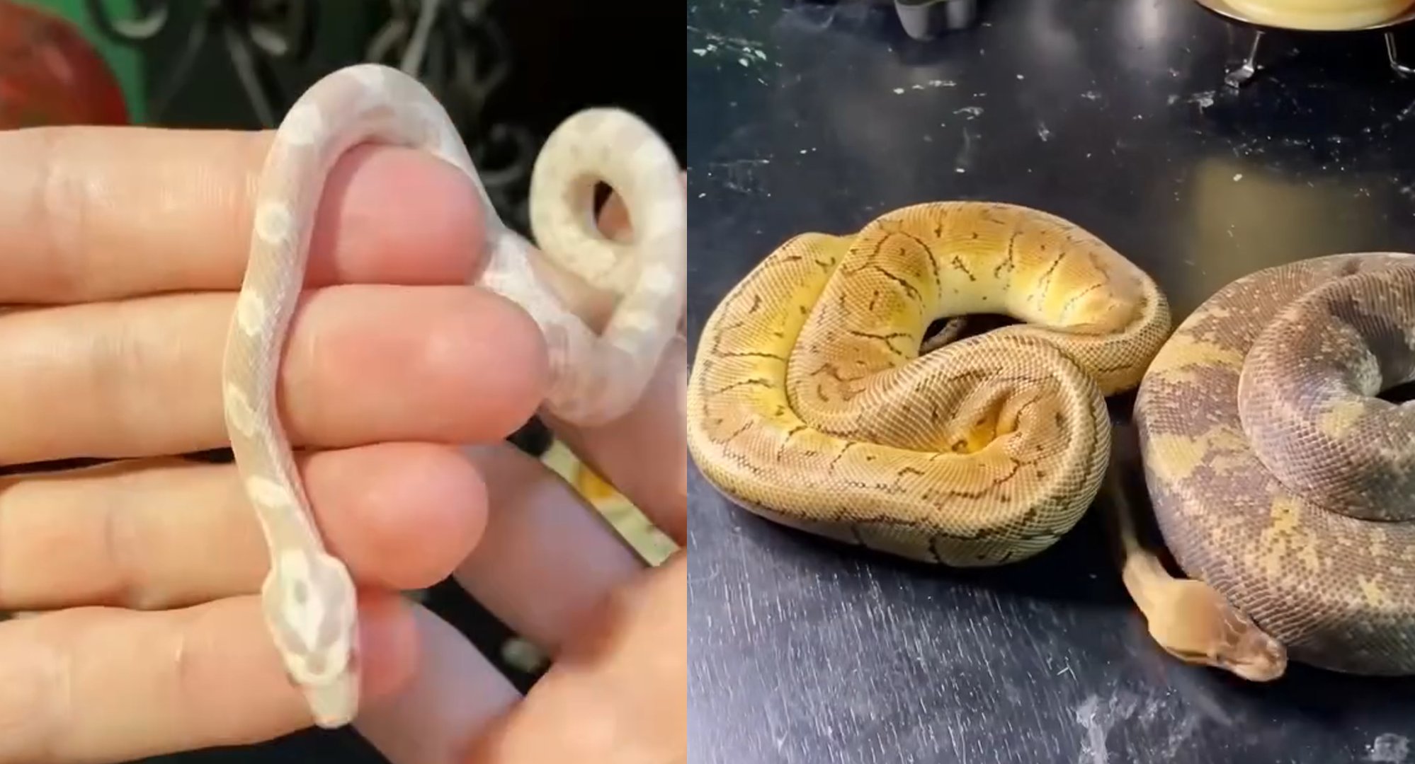 Things to consider before having a pet snake!