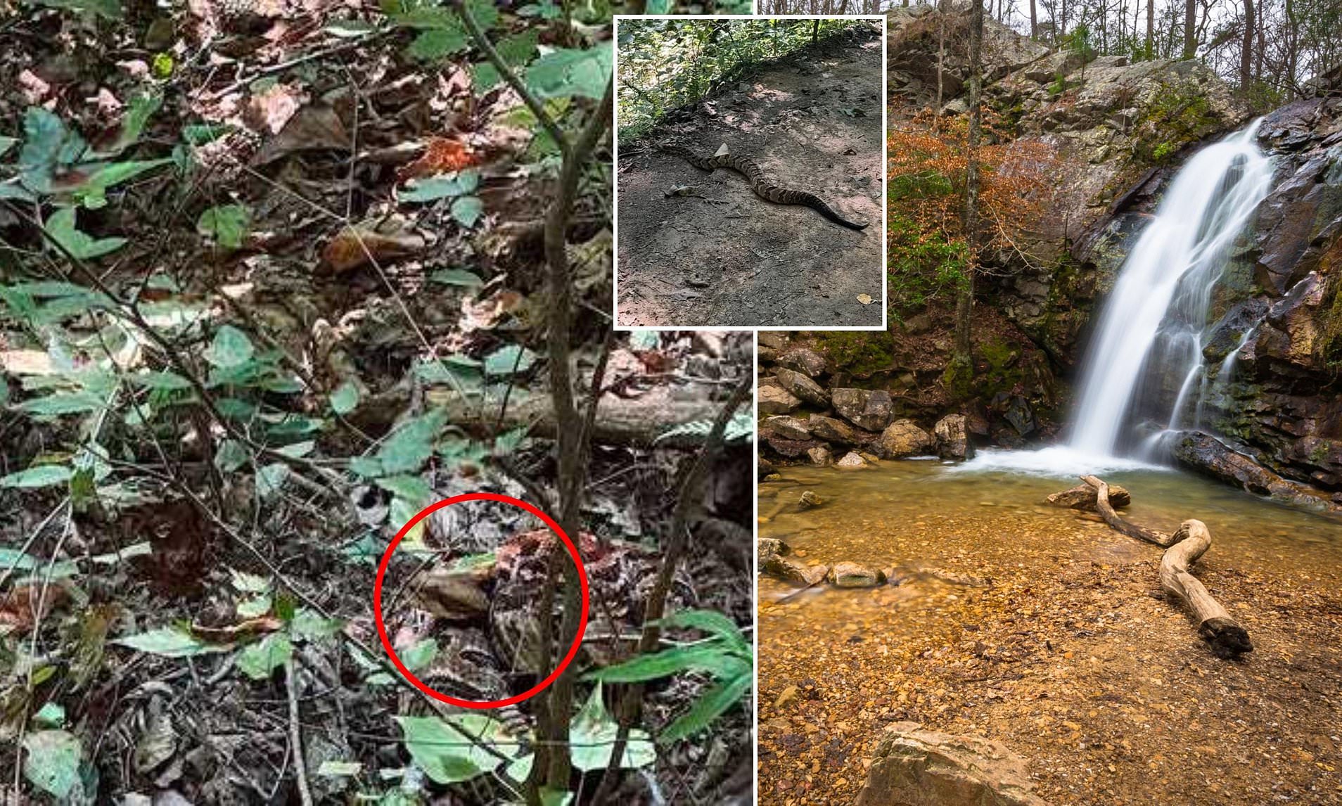 Alarming image taken by Alabama hiker shows huge rattlesnake hiding in ...