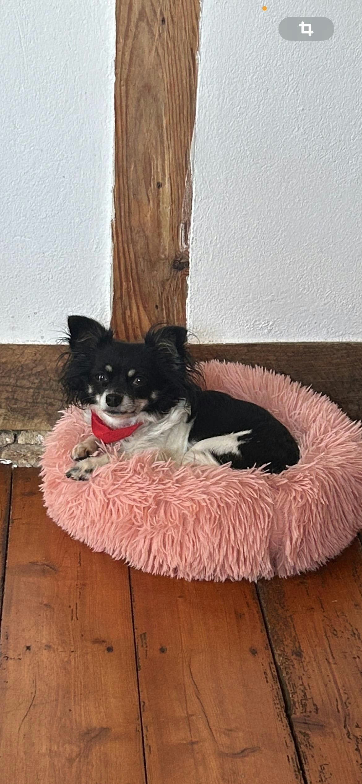 Gestorbener Chihuahua: Husky-Halter will nun selbst Anzeige erstatten