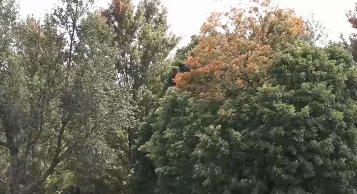 First Alert Weather: Leaves changing colors early in parts of the Ozarks