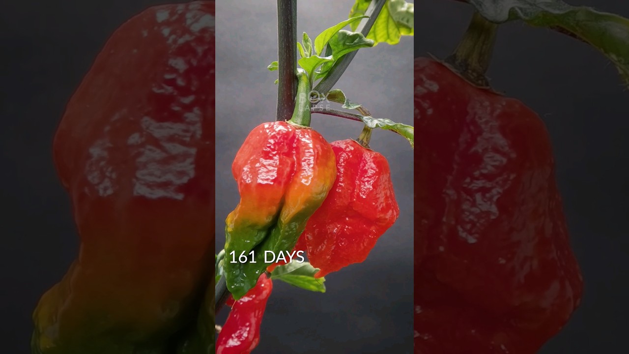 From Seed to Fiery Beast in 36 Seconds