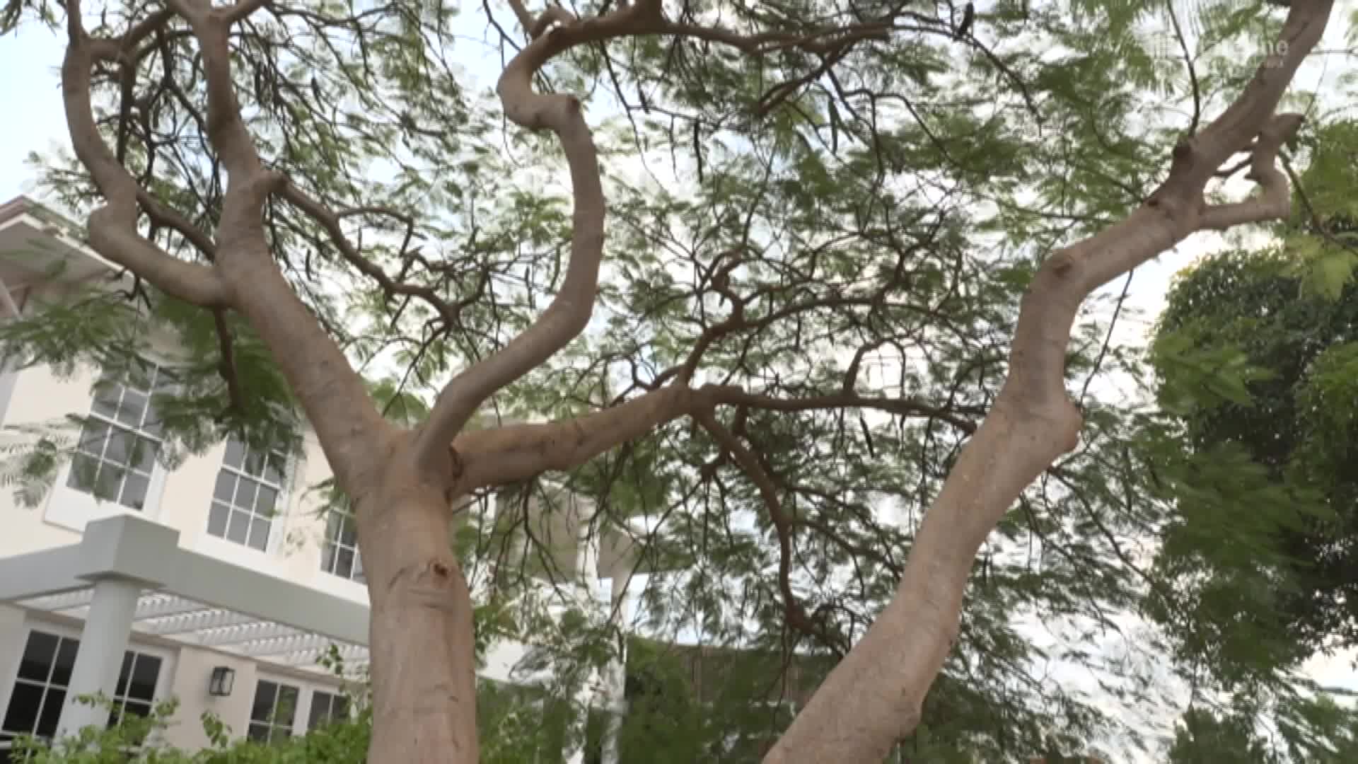 Invasion of tree-killing beetle exposes issues in national protocols