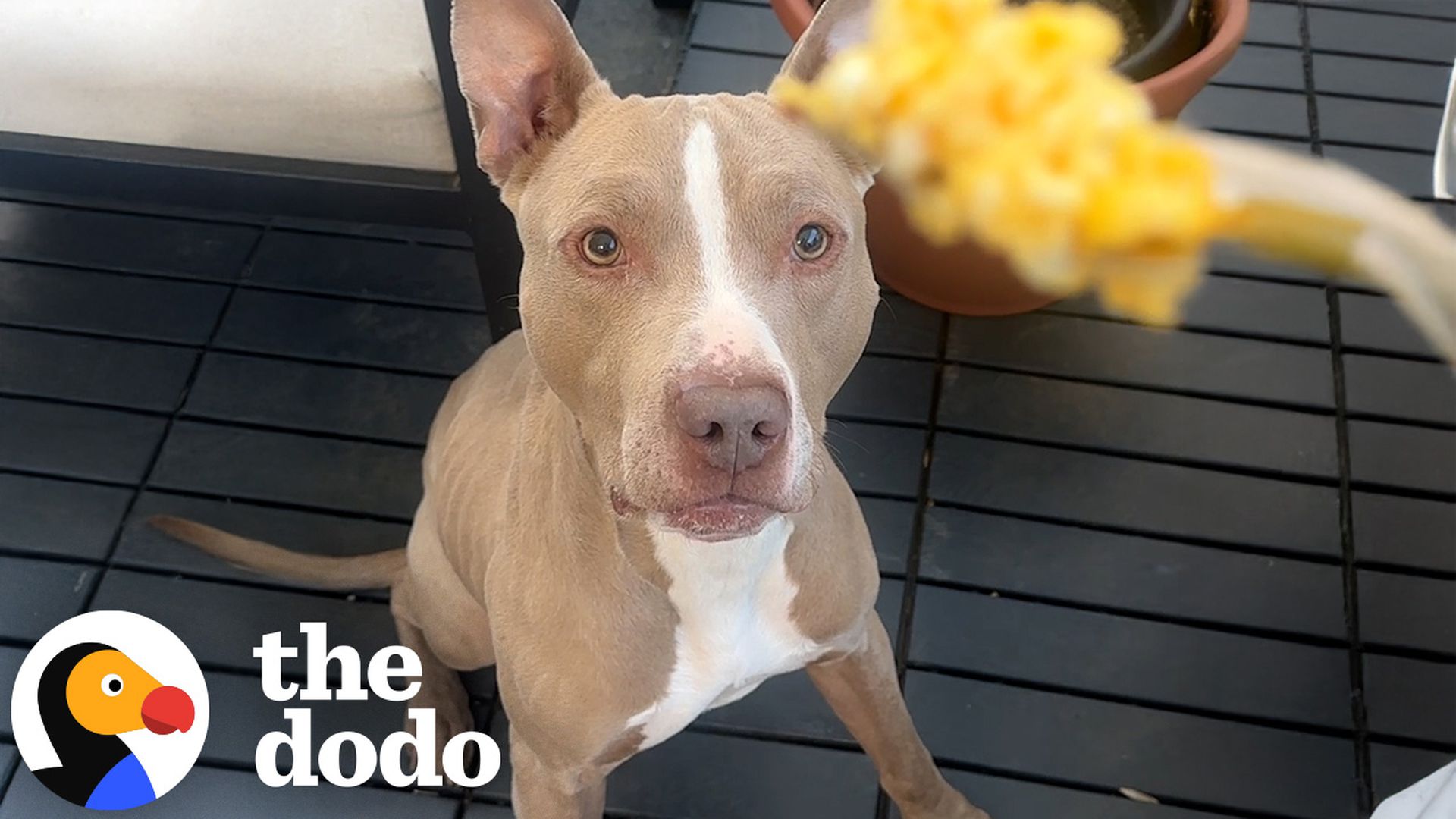 Skeletal Pittie Experiences Love For The First Time