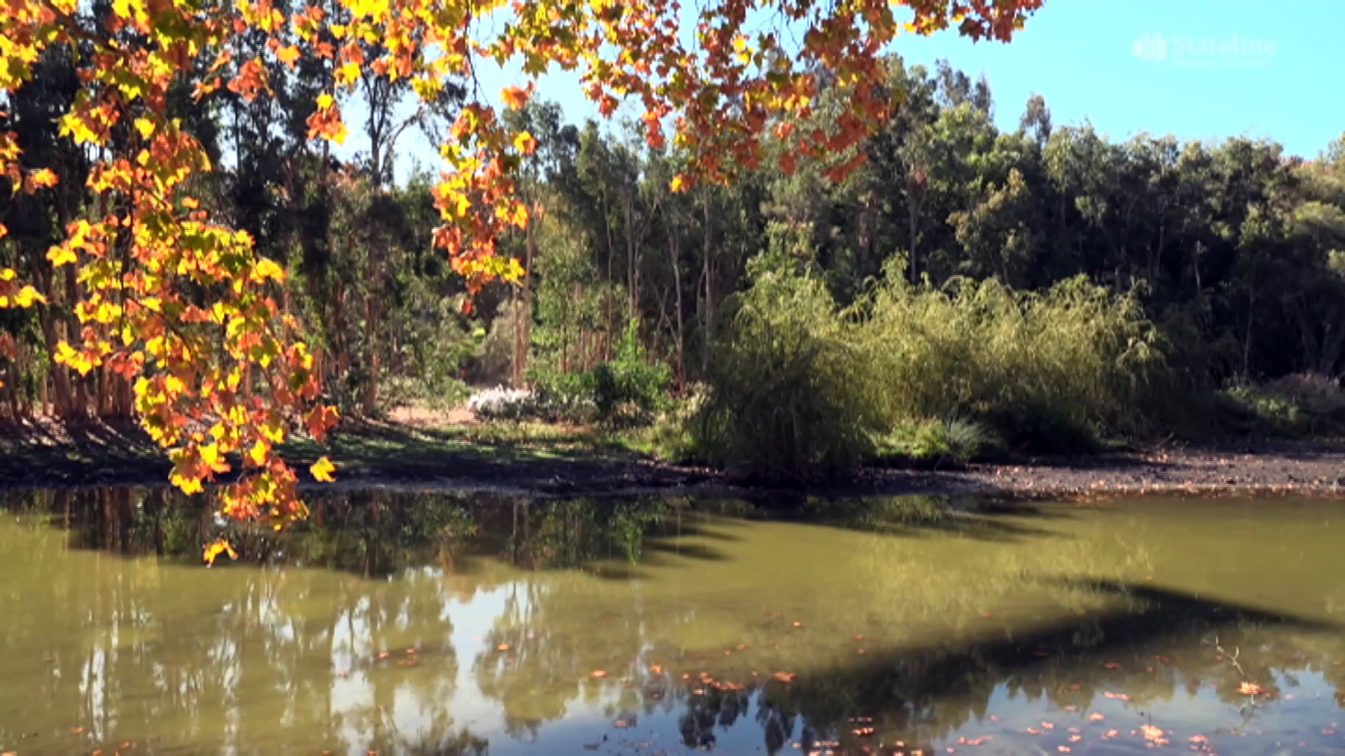 Invasion of tree-killing beetle exposes issues in national protocols