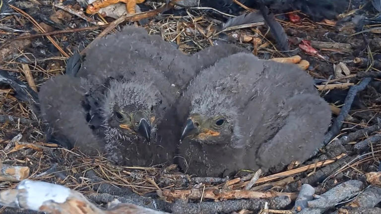 Beloved Big Bear eagle couple welcomes first egg of the year