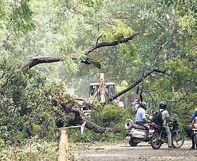 Tree pruning every six months: Delhi PWD issues SOP for maintaining ...