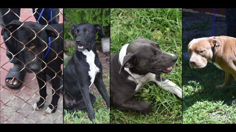 Police release photos of dogs suspected of mauling a Miami Gardens ...