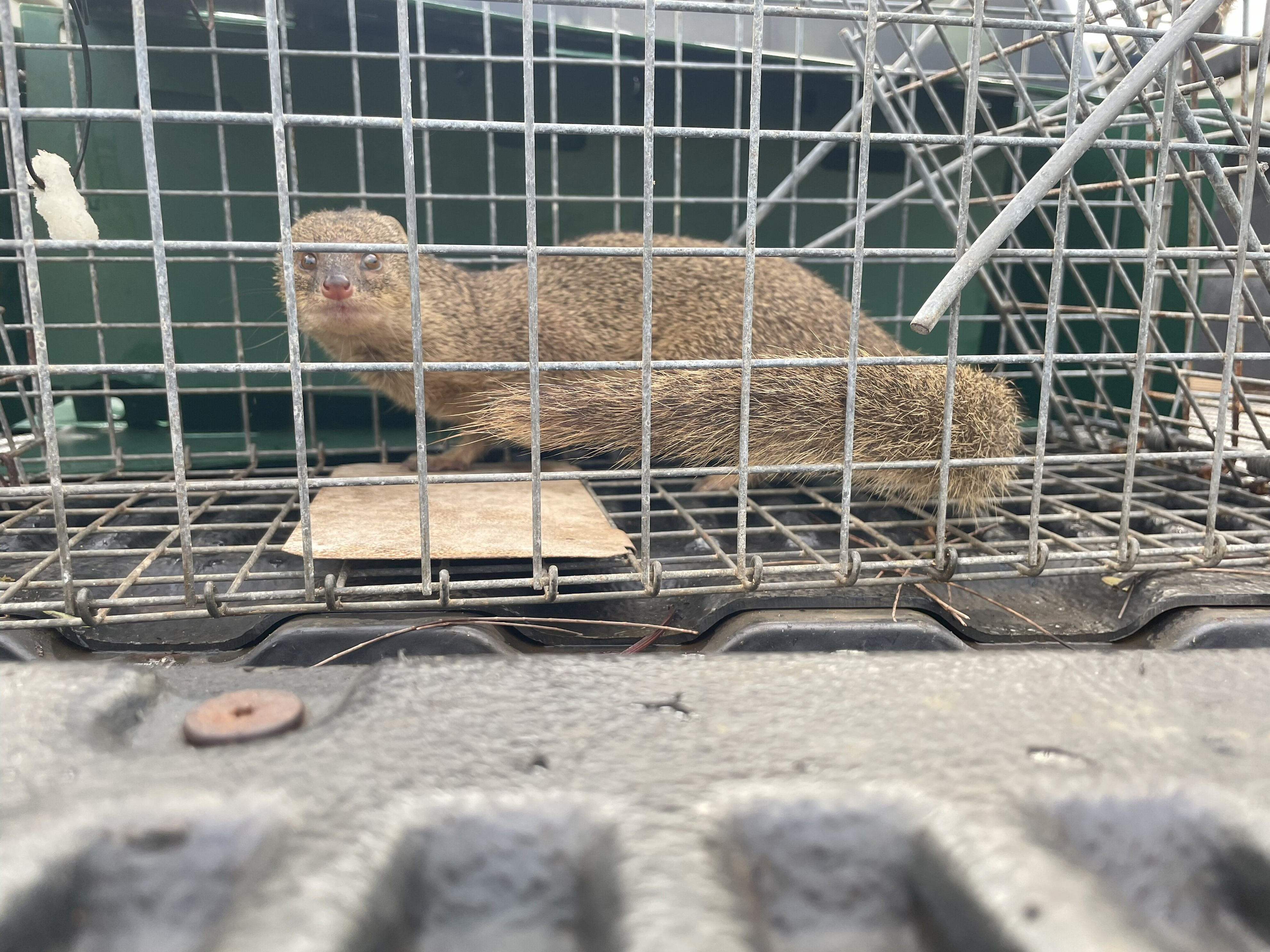 Mongoose captured on Kauai where the invasive species has no population